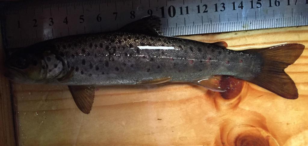 Smolt sampling on the Bladnoch