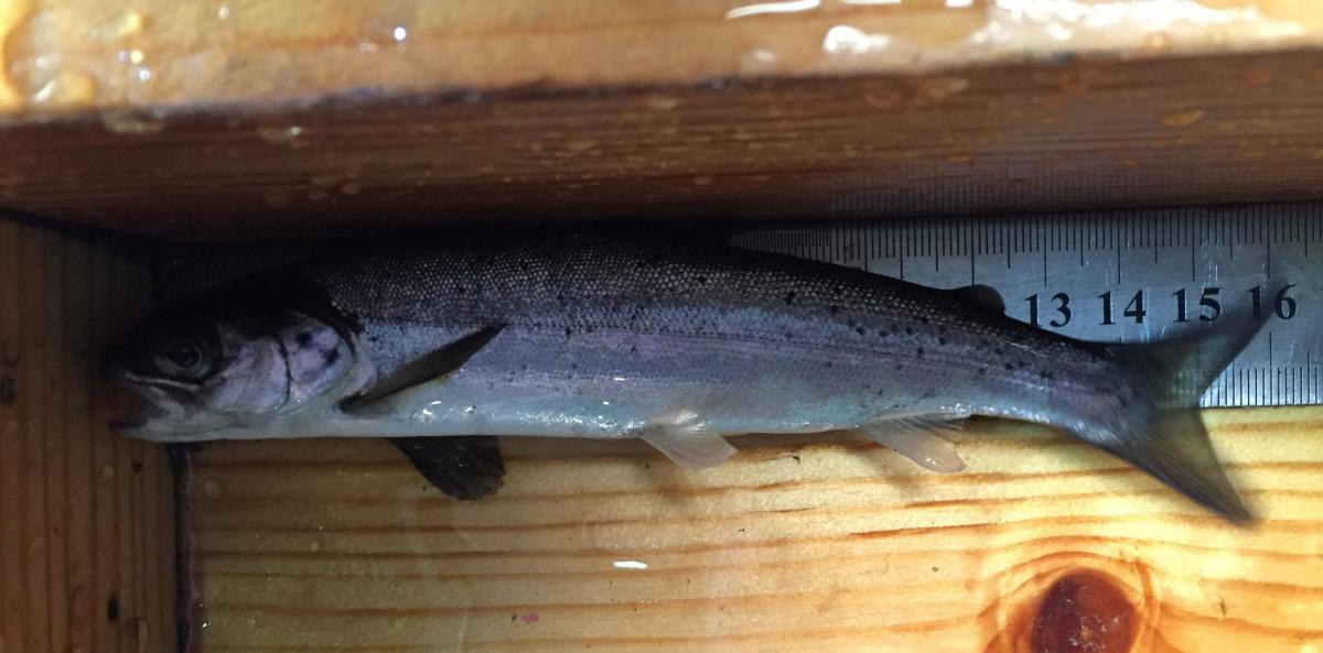 Smolt sampling on the Bladnoch
